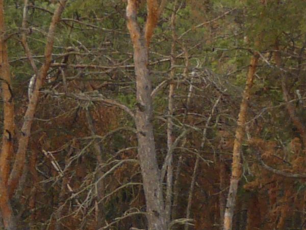 forest side view texture 0028 - Texturelib